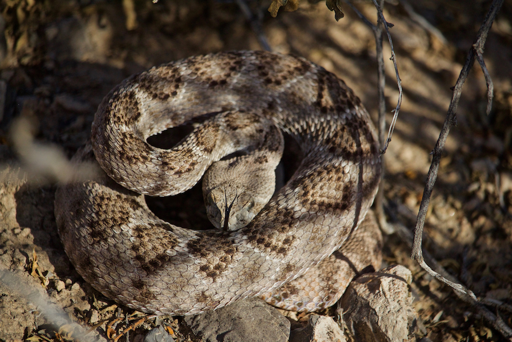 How to respond in the aftermath of a snake bite | Texas Children's